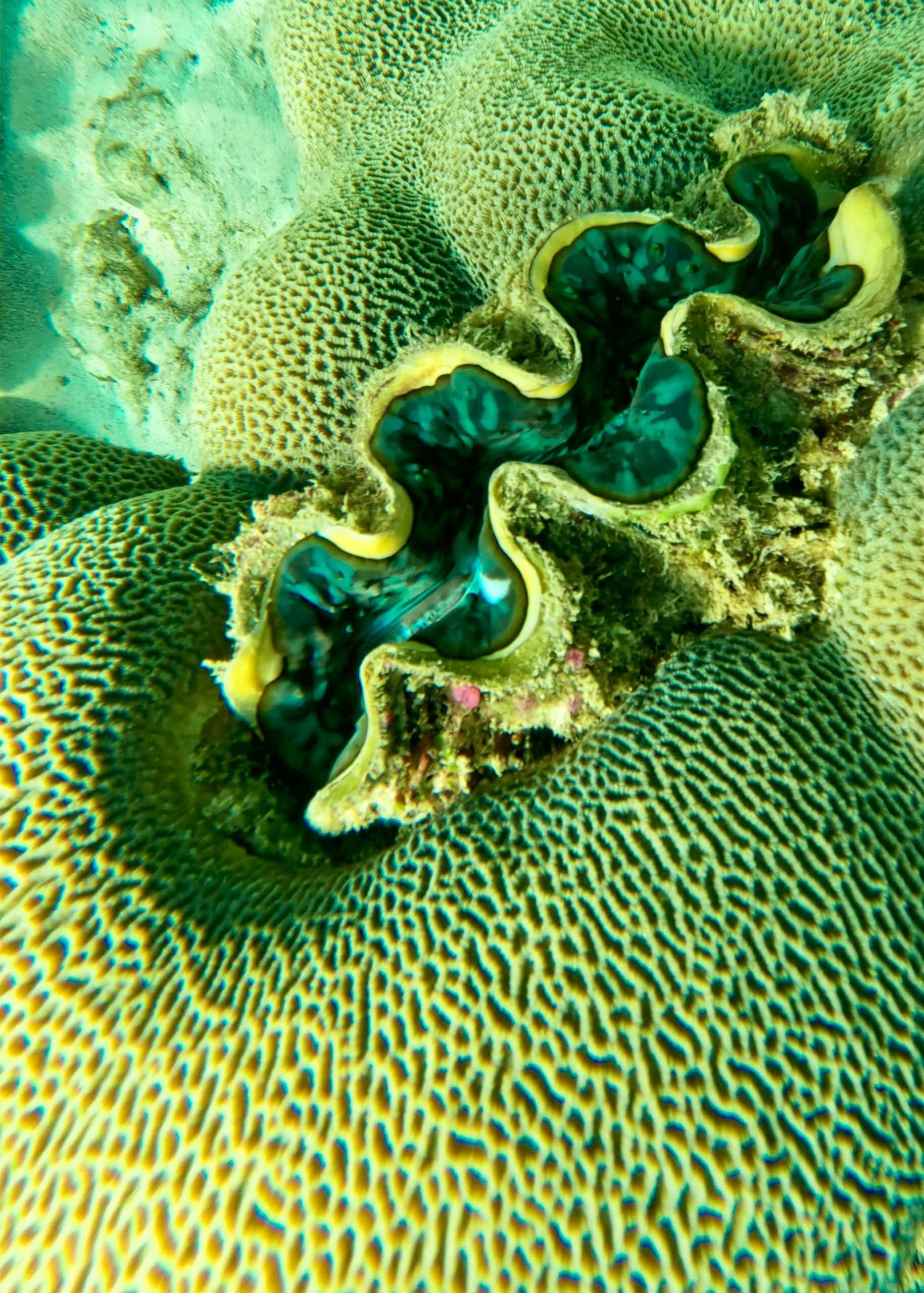 Surin Islands Snorkeling | Complete Guide to Thailand's Best Reefs