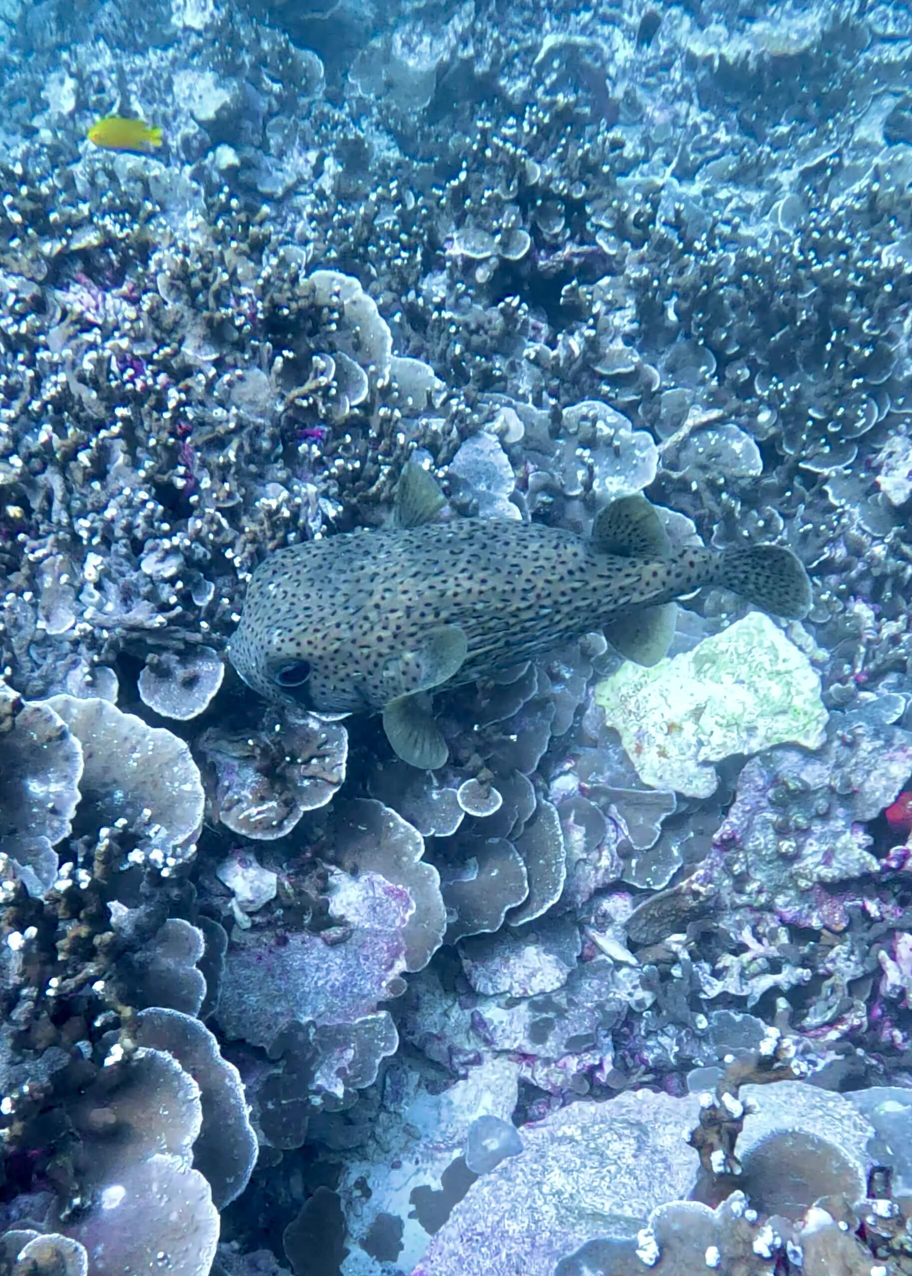 Surin Islands Snorkeling | Complete Guide to Thailand's Best Reefs
