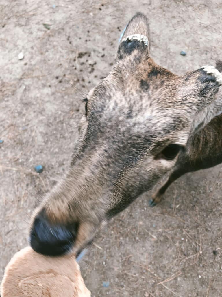 Do Nara Deer Bite? | Tips for Feeding The Nara Deer