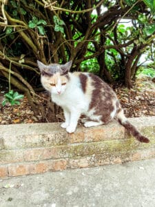 How to Ride the Monte Solaro Chairlift in Capri (Tickets & Tips)