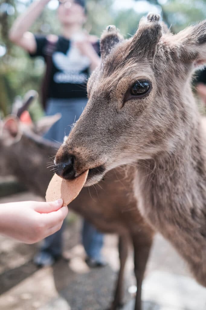 Do Nara Deer Bite? | Tips for Feeding The Nara Deer