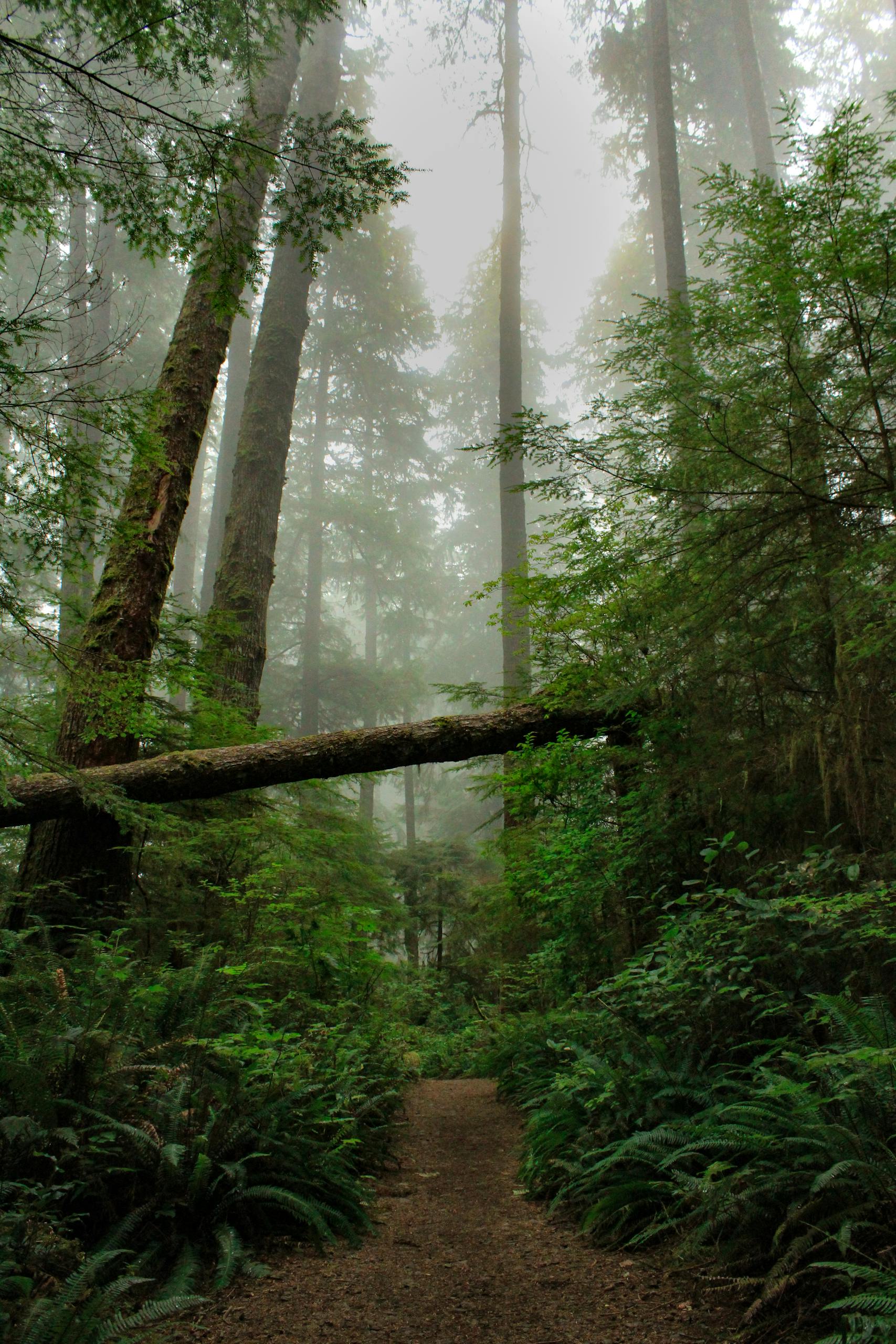 Hoh Rainforest Travel Guide | Best Trails, Tips, & Twilight Stops