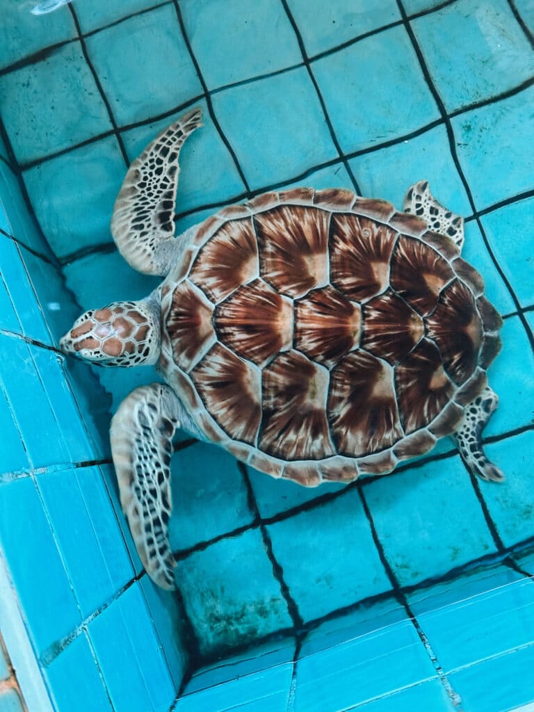 sea turtle rescue Archives