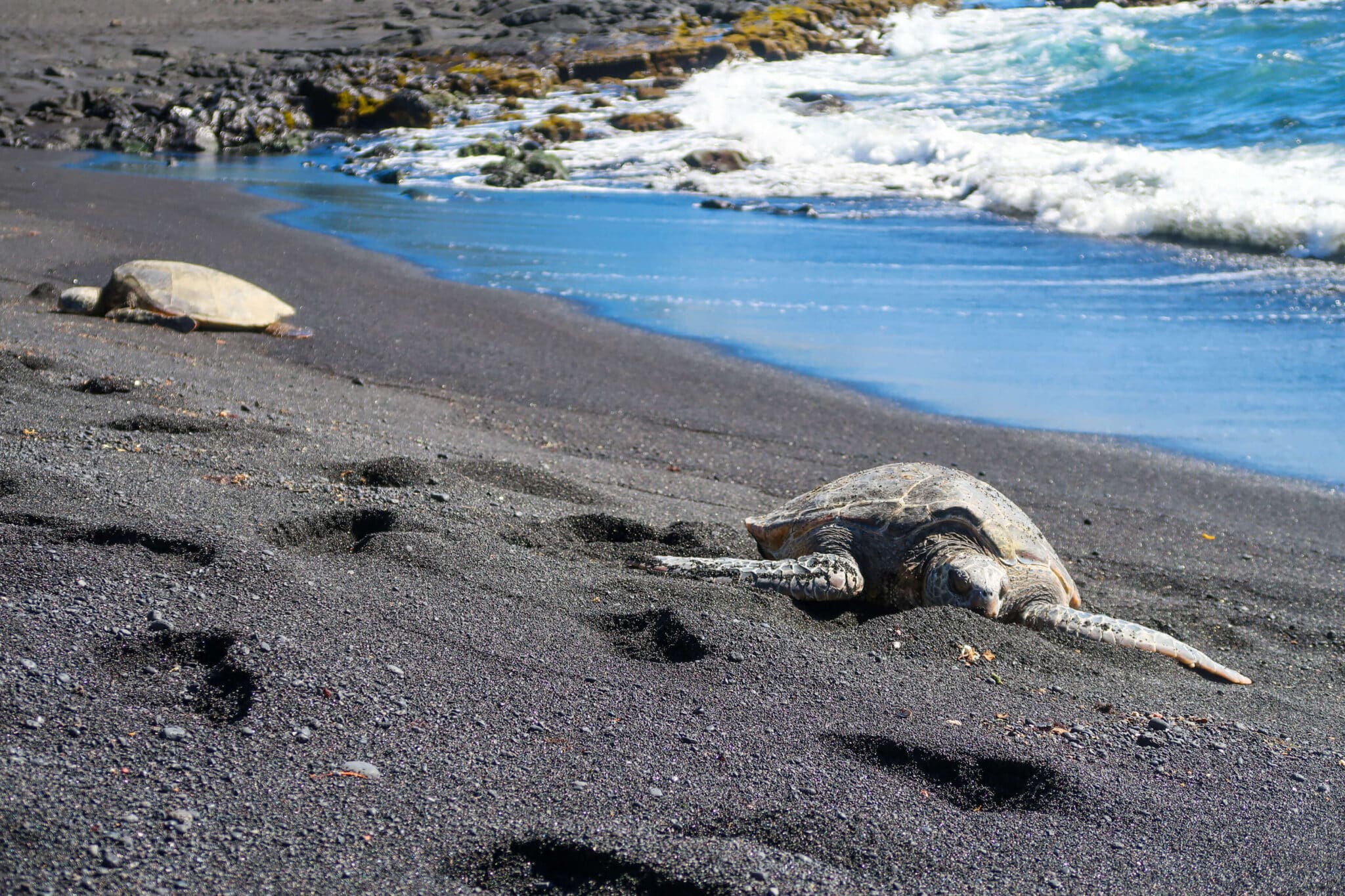 How To Spot Sea Turtles At Punalu'u Black Sand Beach